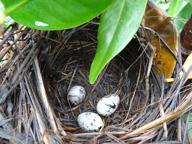 Grackle Eggs
