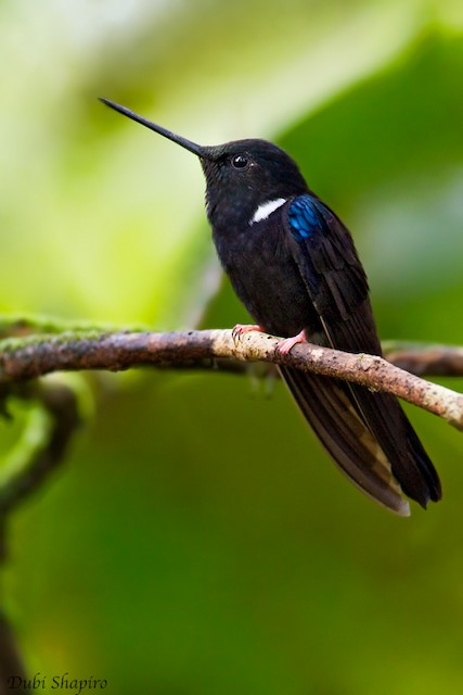Black Inca Hummingbird