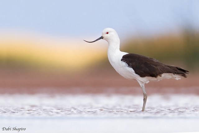 Photos - Andean Avocet - Recurvirostra andina - Birds of the World