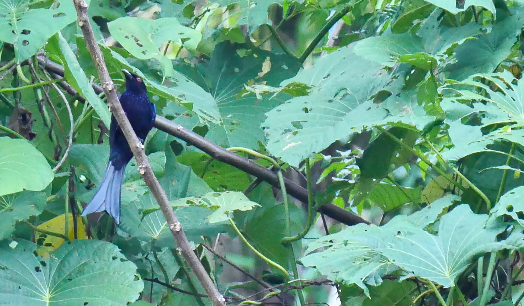 Bacan Drongo (undescribed form) - eBird