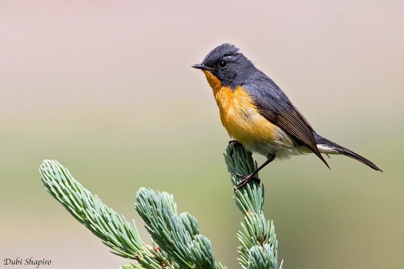 eBird Checklist - 1 Jul 2013 - Baizha Forest Reserve - 2 species