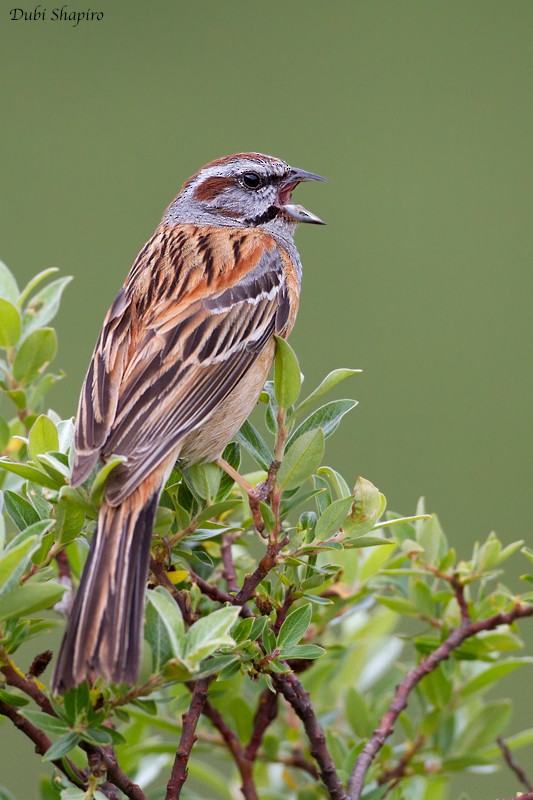 Godlewski's Bunting (yunnanensis/khamensis) - eBird