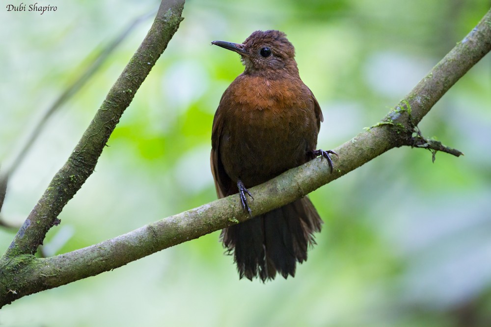 Rufous-breasted Leaftosser (Rufous-breasted) - eBird