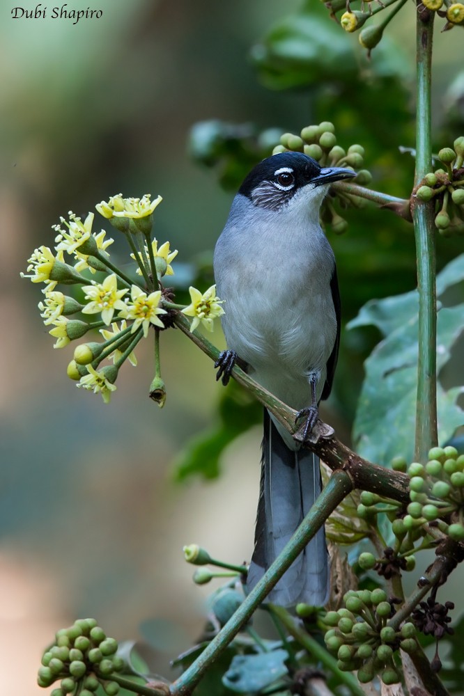 Black-headed Sibia (Lang Bian) - eBird