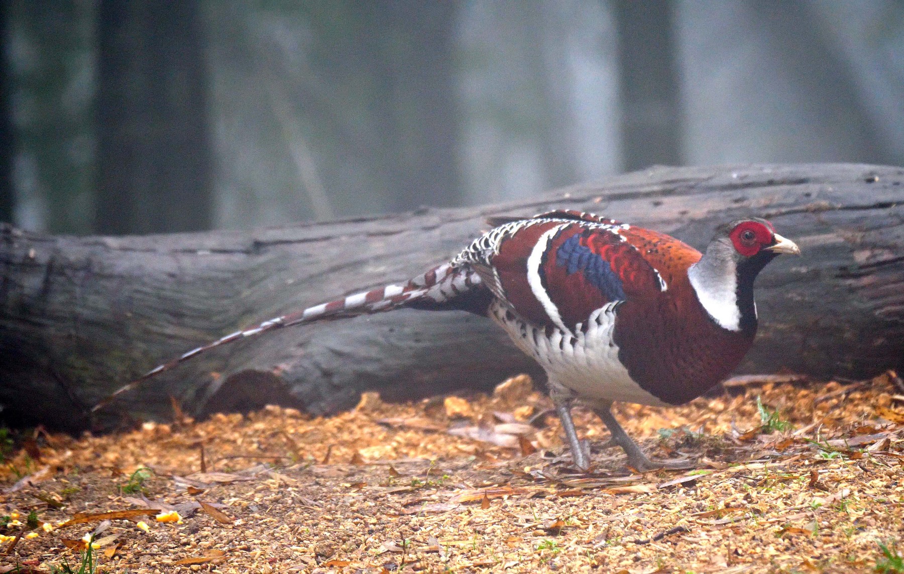 Elliot Pheasant Male And Female Murray McMurray Hatchery Juvenile
