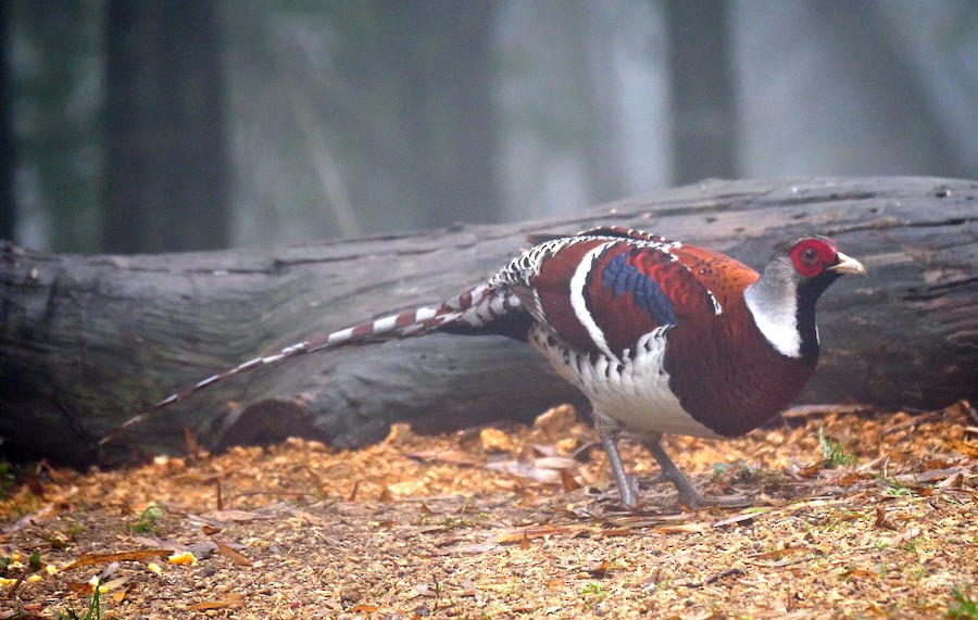 Elliot's Pheasant - eBird