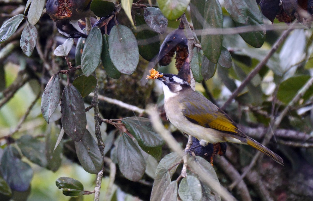 ML205143651 - Light-vented Bulbul (sinensis) - Macaulay Library