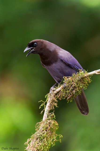 Purple Jay Bird