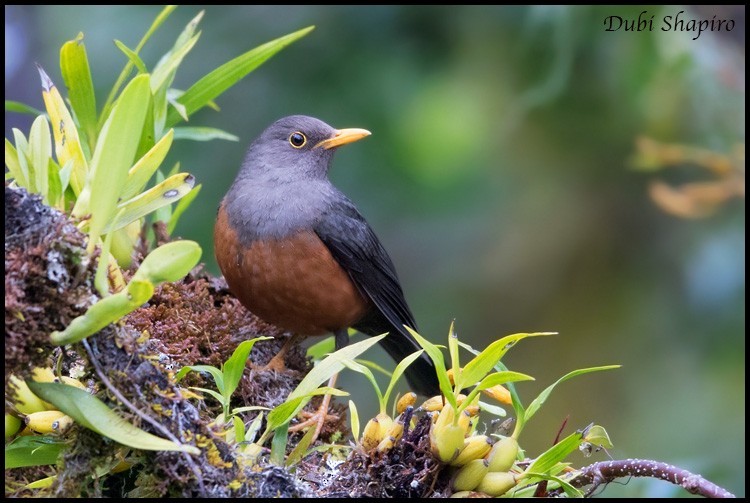 Island Thrush (Schlegel's) - eBird