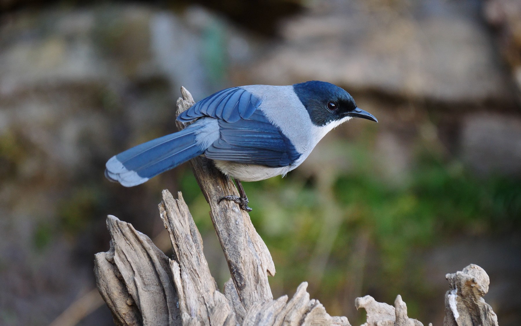 Black-headed Sibia (Black-headed) - eBird