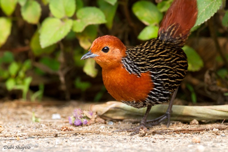 eBird Checklist - 29 Oct 2010 - Andasibe Mantadia National Park ...