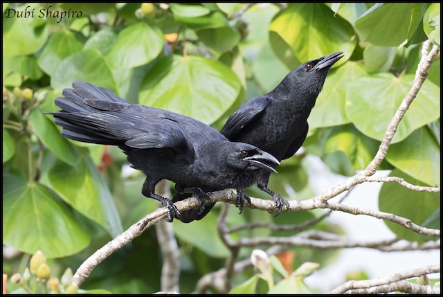 Photos - Cuban Crow - Corvus nasicus - Birds of the World