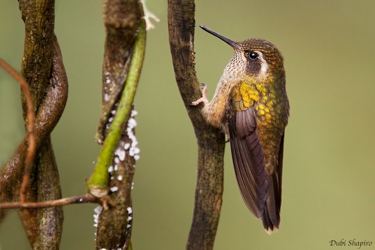 Picaflor Yungueño (maculata) - eBird