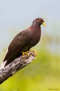 Illustrated Checklist - Comoros - eBird