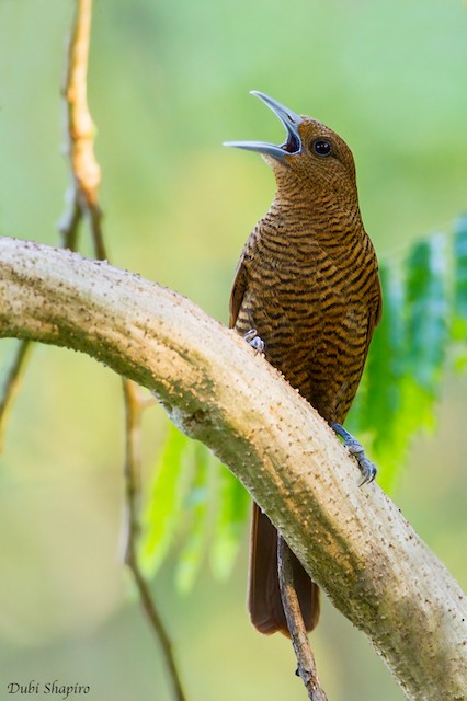 Photos - Bernier's Vanga - Oriolia bernieri - Birds of the World