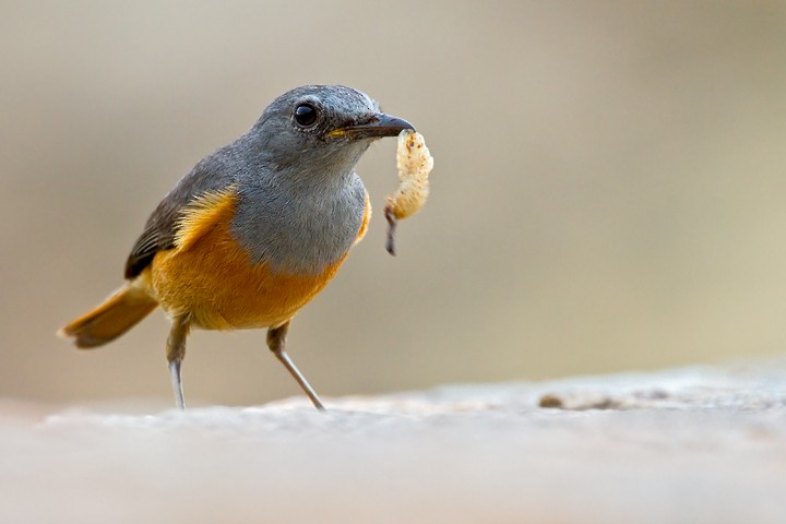 Forest Rock-Thrush (Benson's) - eBird