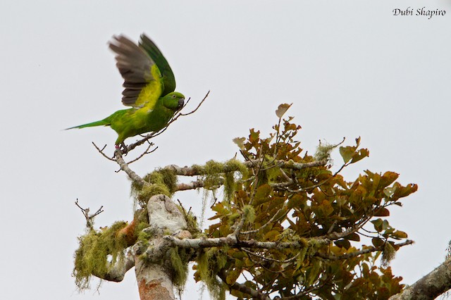 Echo Parakeet - Psittacula eques Distribution Habitat Subspecies Breeding