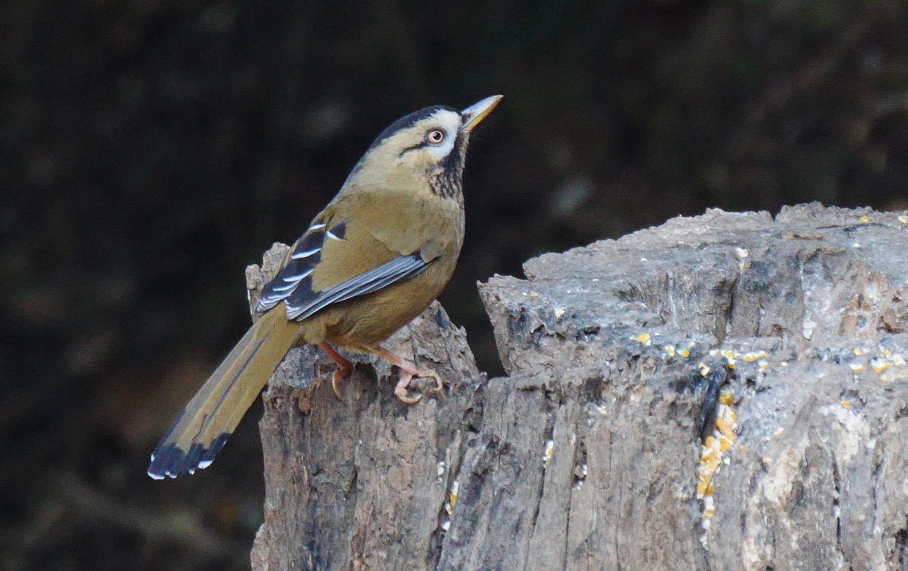 Moustached Laughingthrush (Western) - eBird