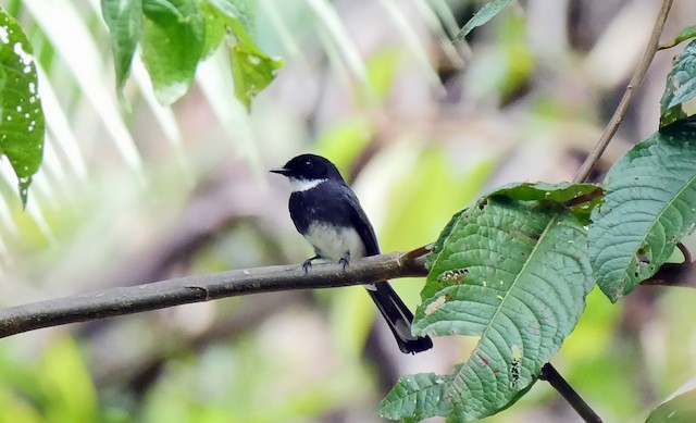 Photos - Northern Fantail - Rhipidura rufiventris - Birds of the World