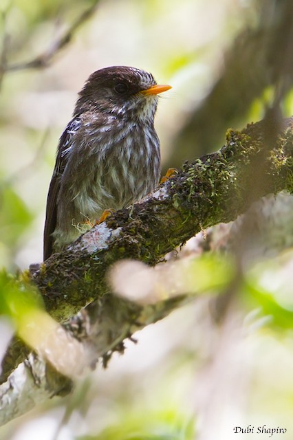 Photos - Grande Comore Flycatcher - Humblotia flavirostris - Birds of ...