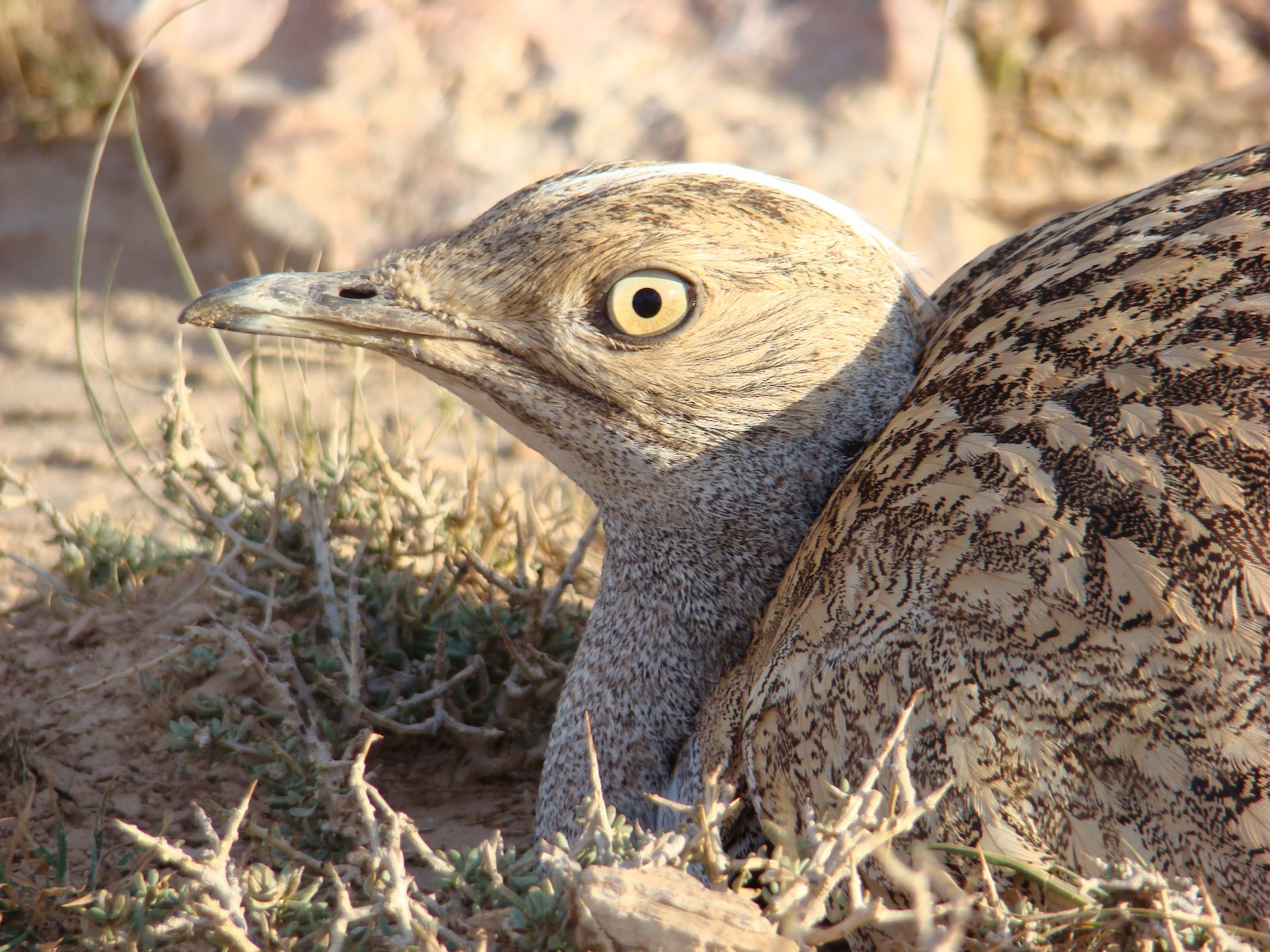 Avutarda hubara africana (norteafricana) - eBird