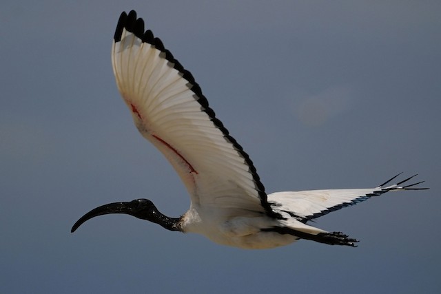 Egyptian Ibis Bird