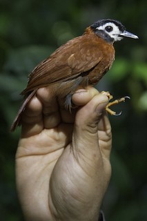 White-masked Antbird - Pithys castaneus - Birds of the World