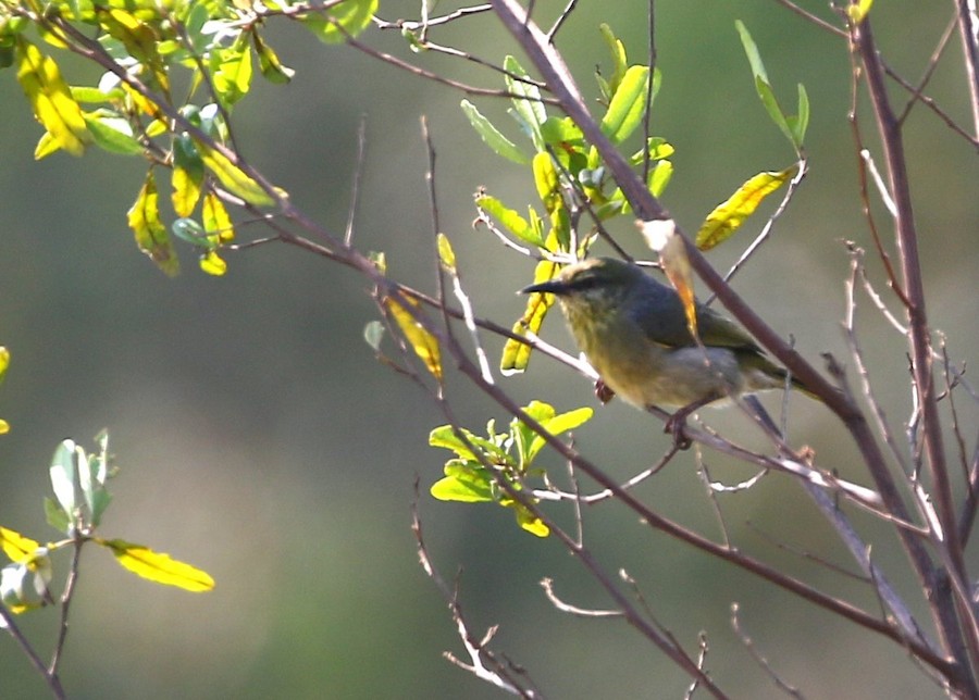Stripe-throated Jery (Stripe-throated) - eBird