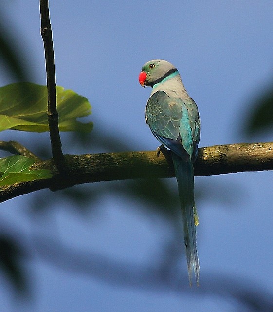 Malabar Parakeet - Identification Psittacula columboides