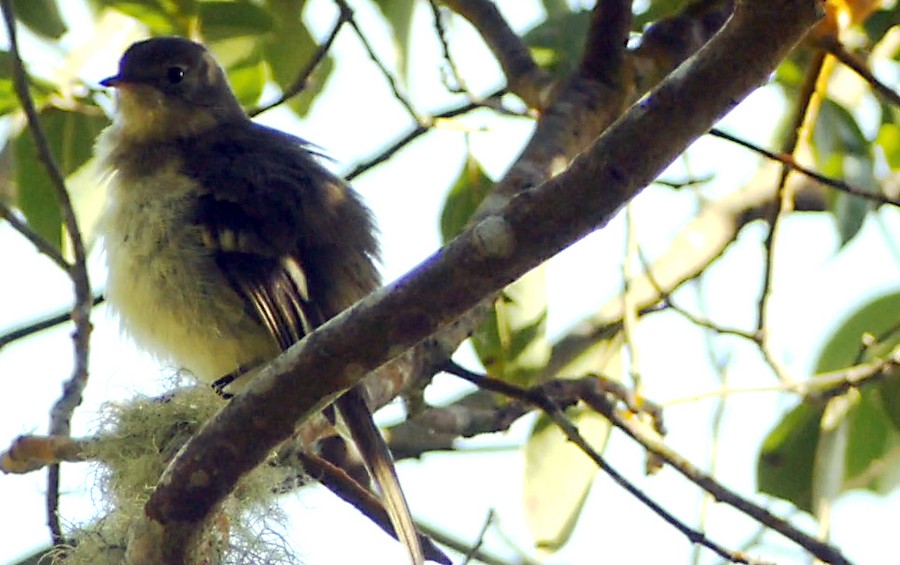 Fiofío Canoso (fallax) - eBird