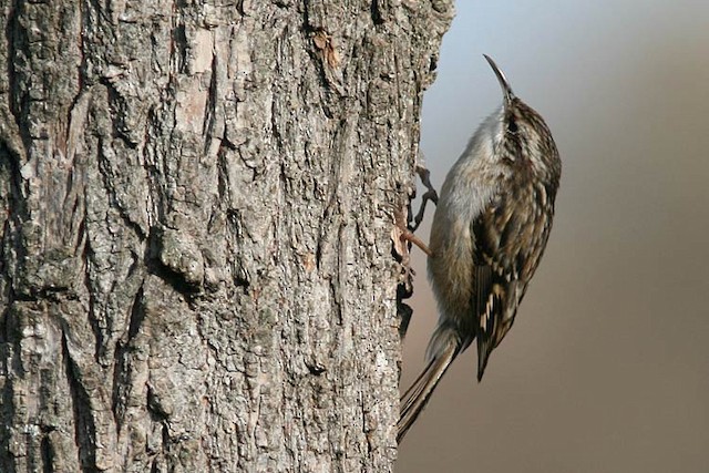 Photos - Short-toed Treecreeper - Certhia brachydactyla - Birds of the ...