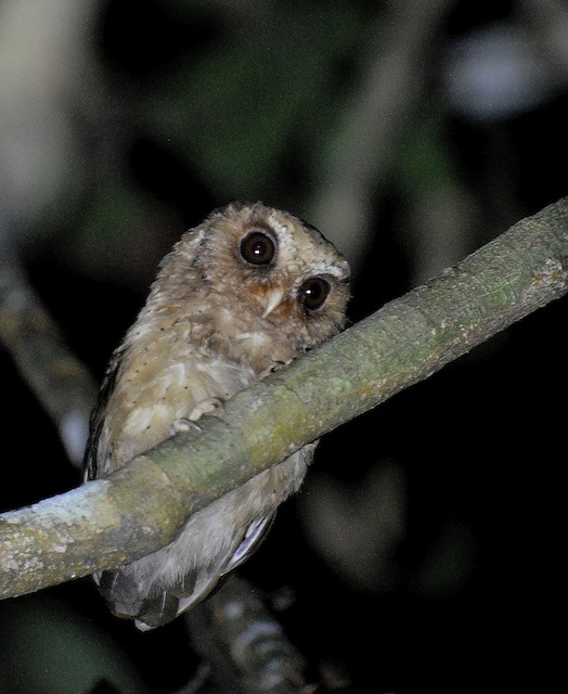 Reddish Scops Owl