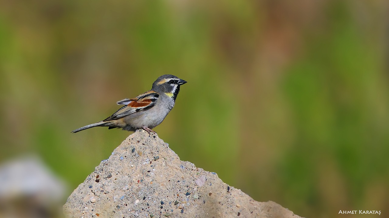 Küçük Serçe (moabiticus) - eBird