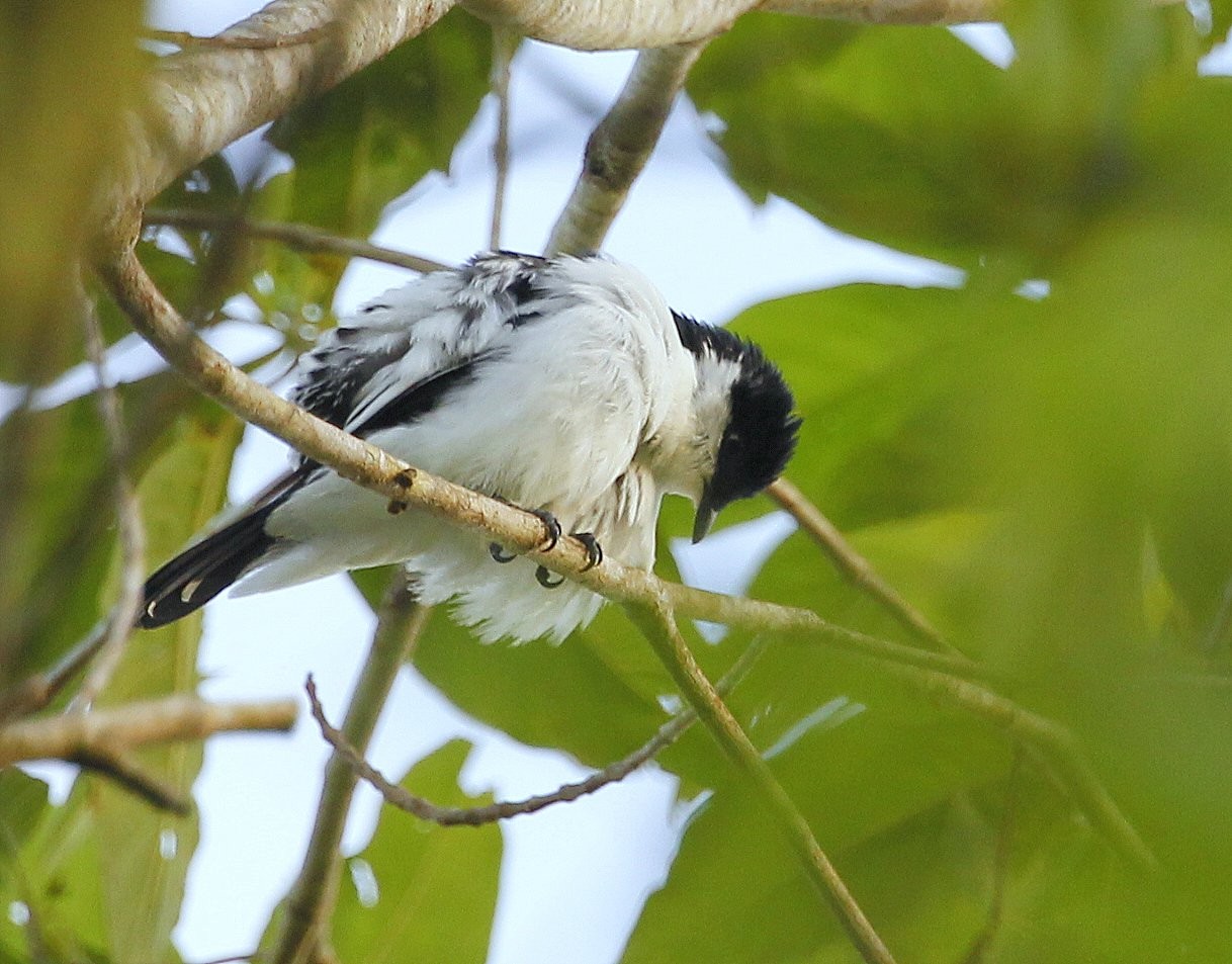 Black-browed Triller (Black-browed) - eBird