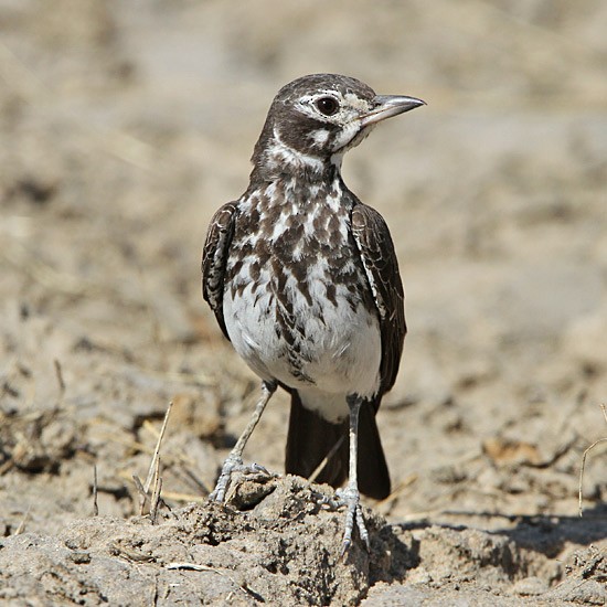 Photos - Dusky Lark - Pinarocorys nigricans - Birds of the World