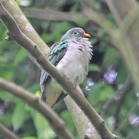 Female Jambu Fruit Dove