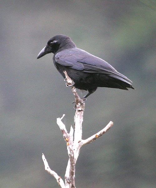 Slender-billed Crow (Sierra Madre) - eBird