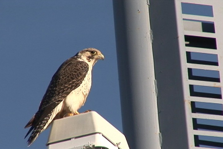 Peregrine Falcon (South American) - eBird