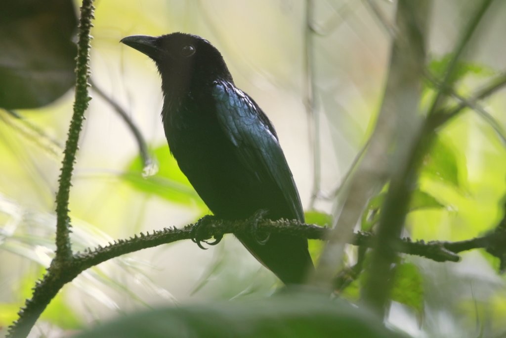 Hair-crested Drongo (Short-tailed) - eBird