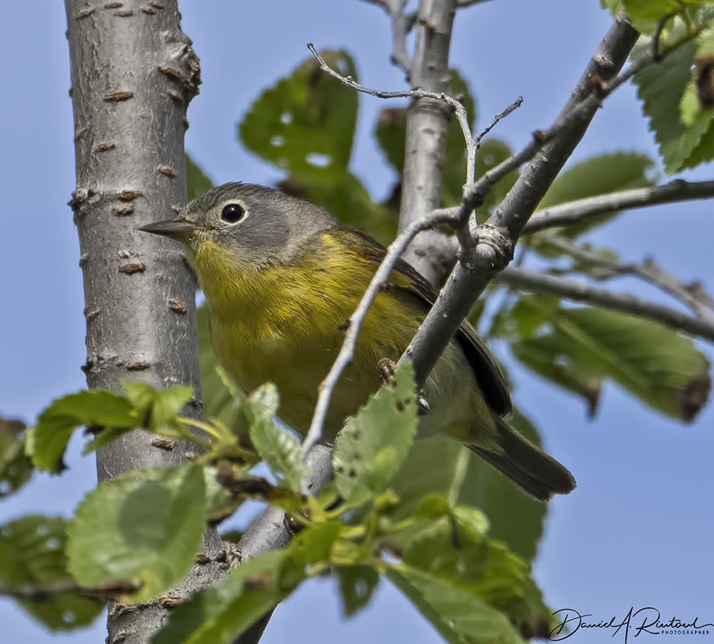 Nashville Warbler (ruficapilla) - eBird
