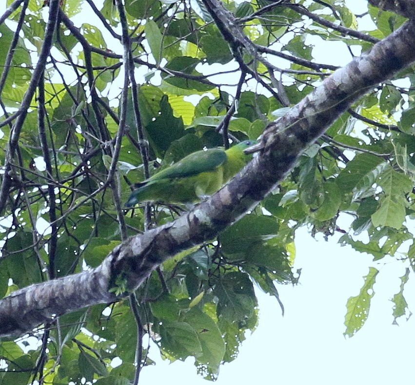 Blue-crowned Racquet-tail (Blue-capped) - eBird