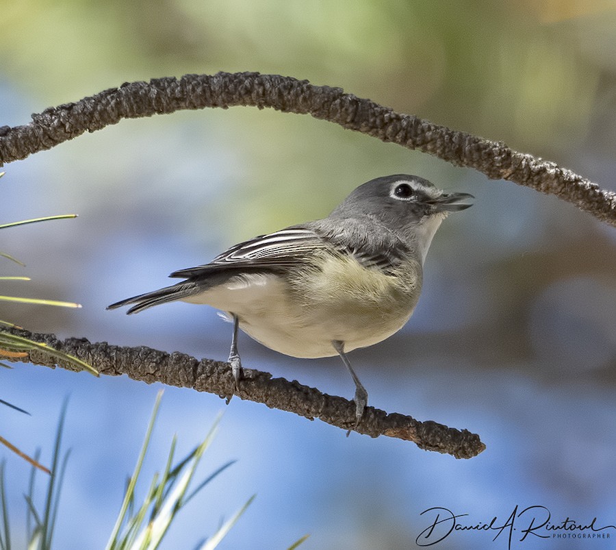 Vireo Plomizo (plumbeus/gravis) - eBird