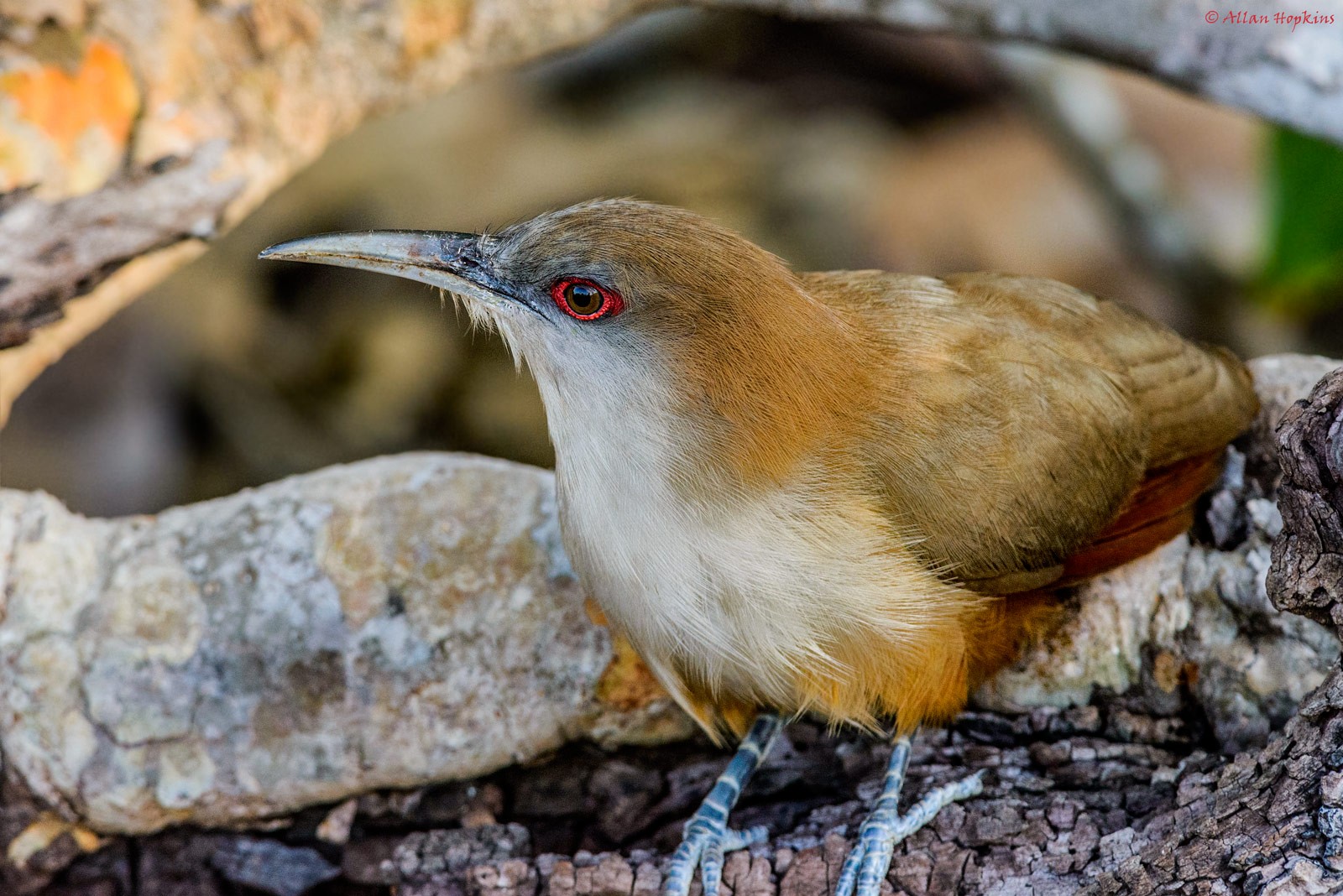 Great Lizard-Cuckoo (Cuban) - eBird