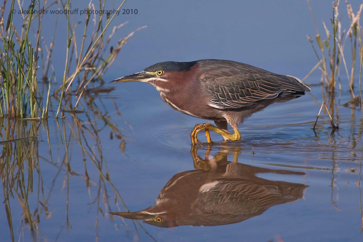 Green Heron (anthonyi) - eBird