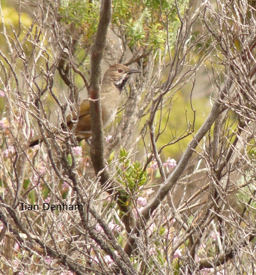 White-bellied Whipbird - eBird