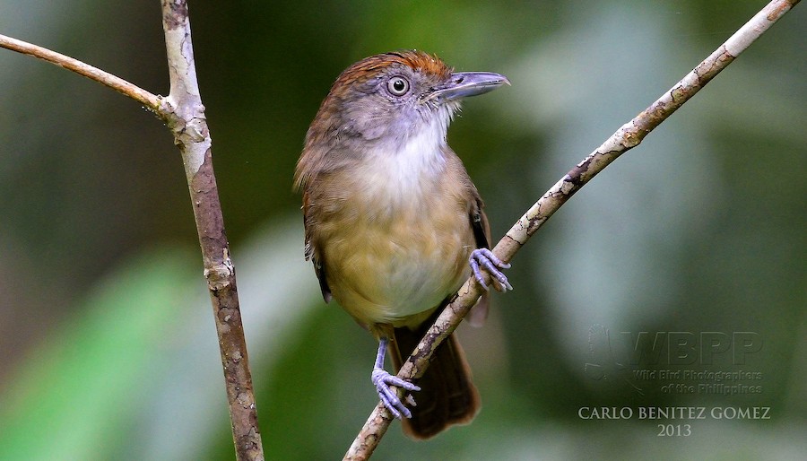 Palawan Babbler - eBird