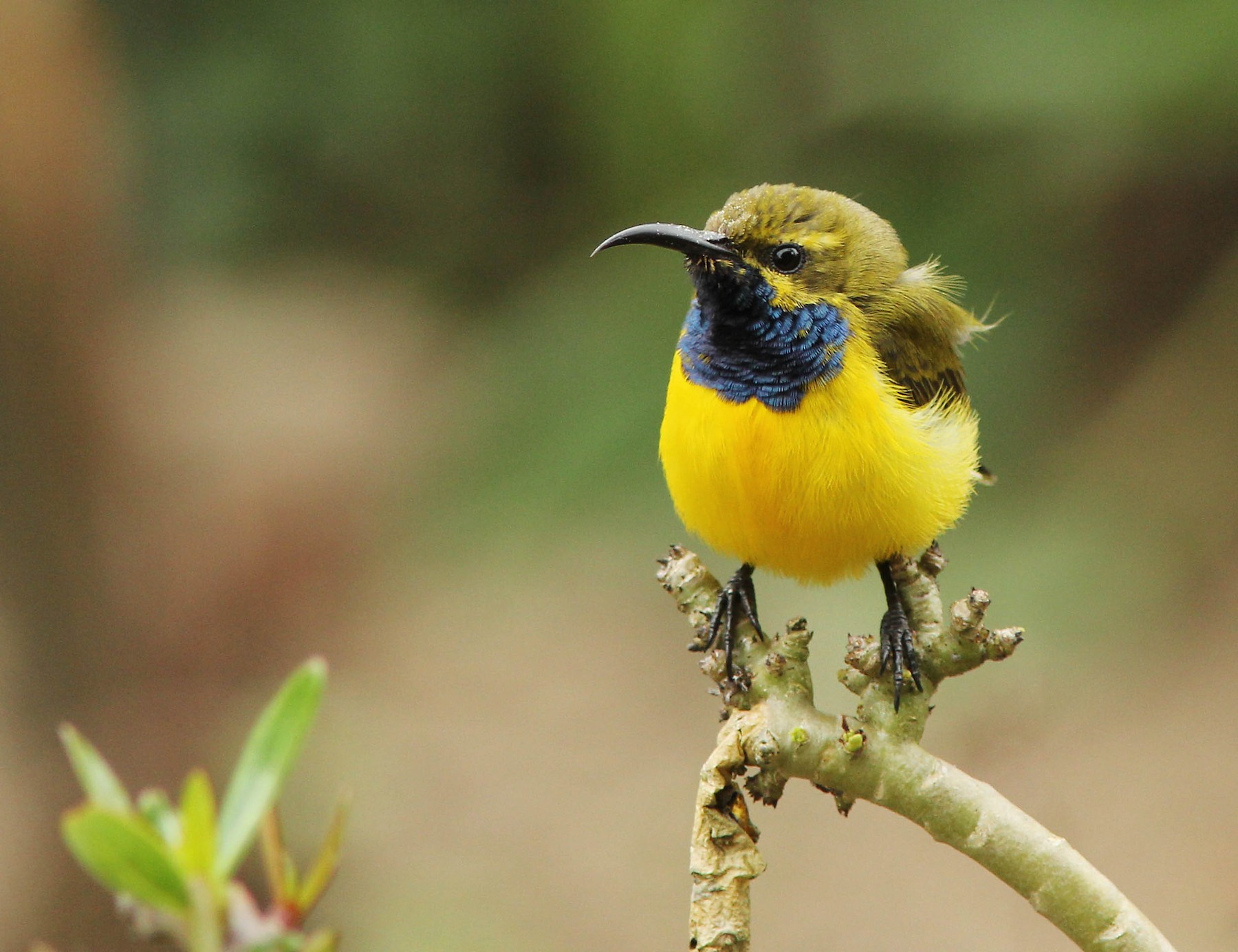 Olive-backed Sunbird (Yellow-faced) - eBird