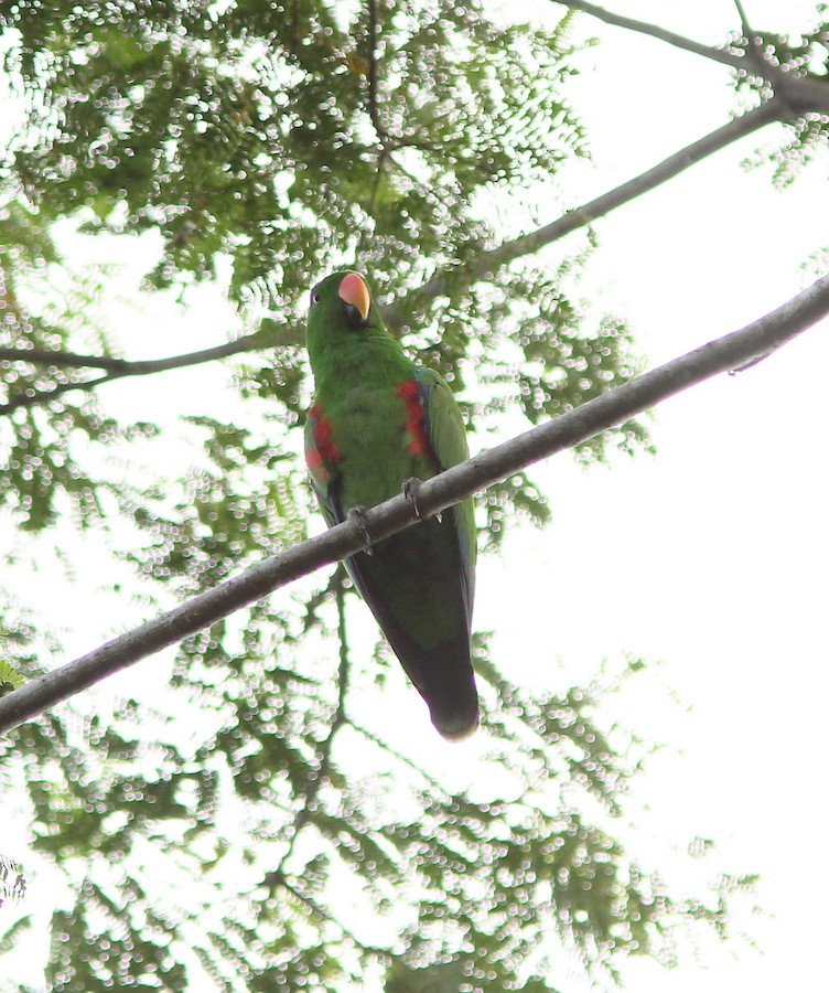 Eclectus Parrot (Moluccan) - eBird