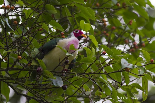 Jambu In The Tropical Rainforest