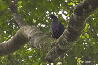 White-naped Pigeon - Columba albinucha - Birds of the World